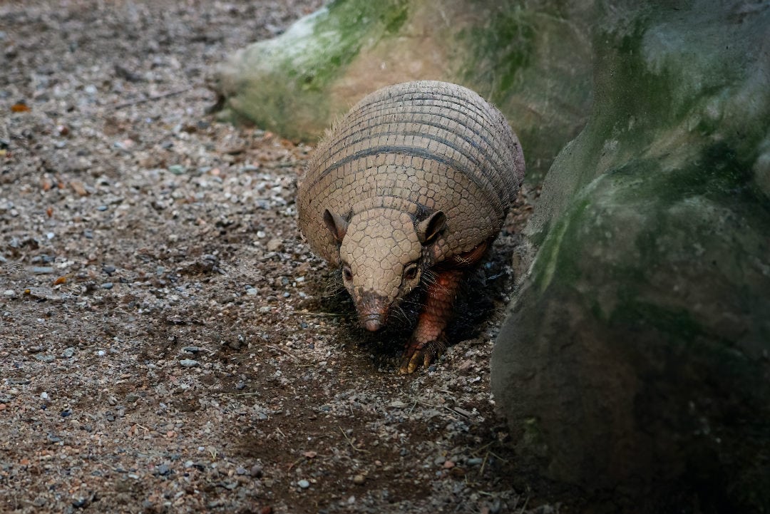 Armadillo Removal - Coastal Wildlife & Pest Services