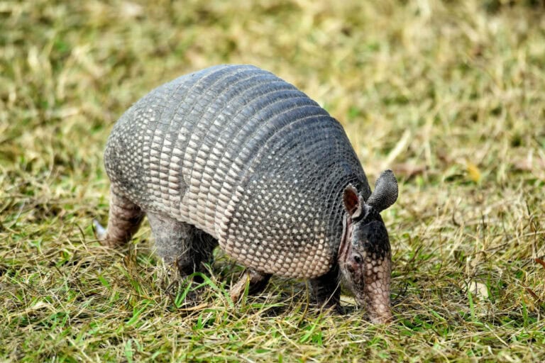 Armadillo Removal - Coastal Wildlife & Pest Services